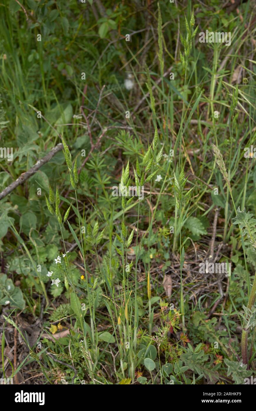 Soft brome bromus mollis grass Banque de photographies et d’images à ...