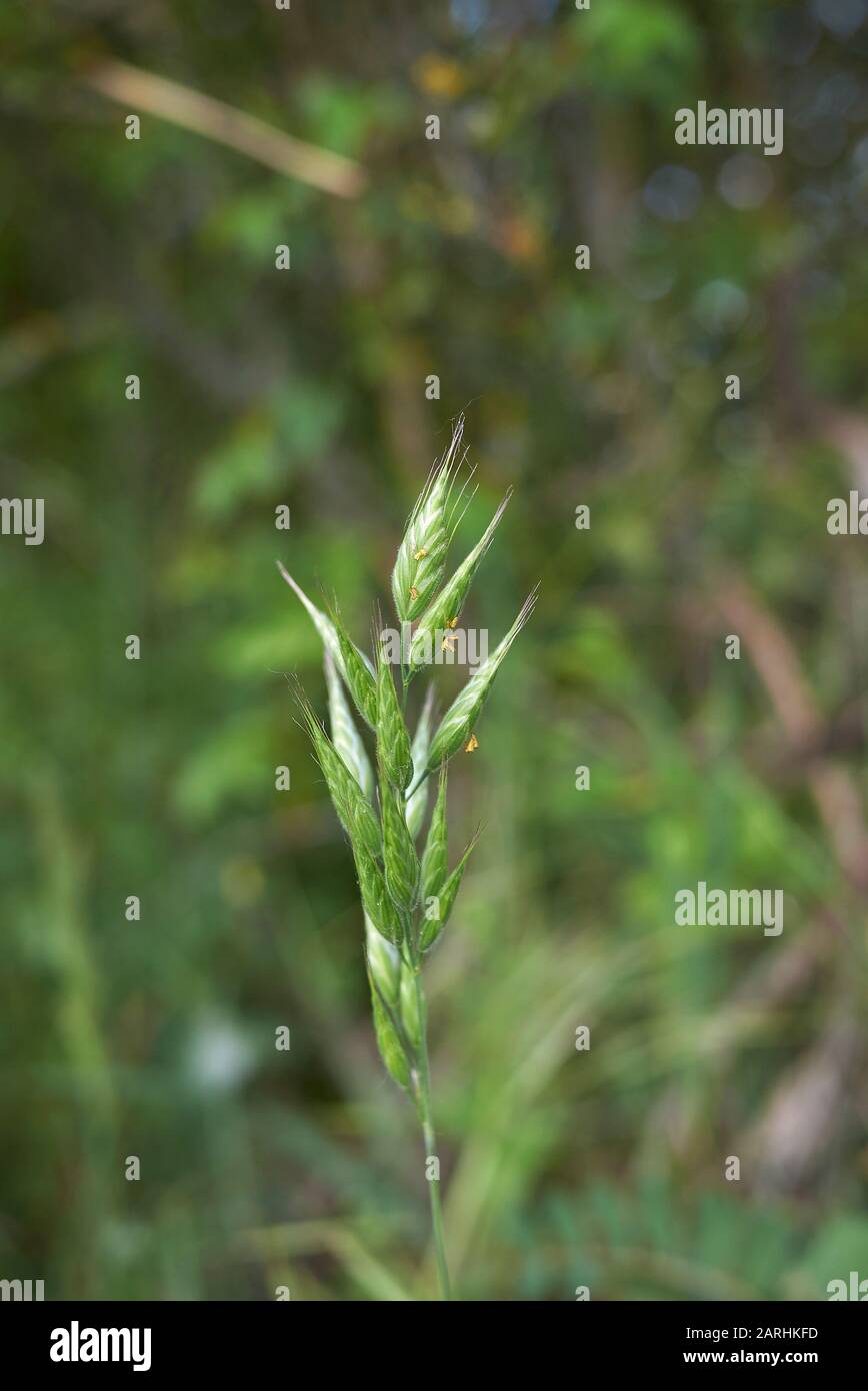 Soft brome bromus mollis grass Banque de photographies et d’images à ...