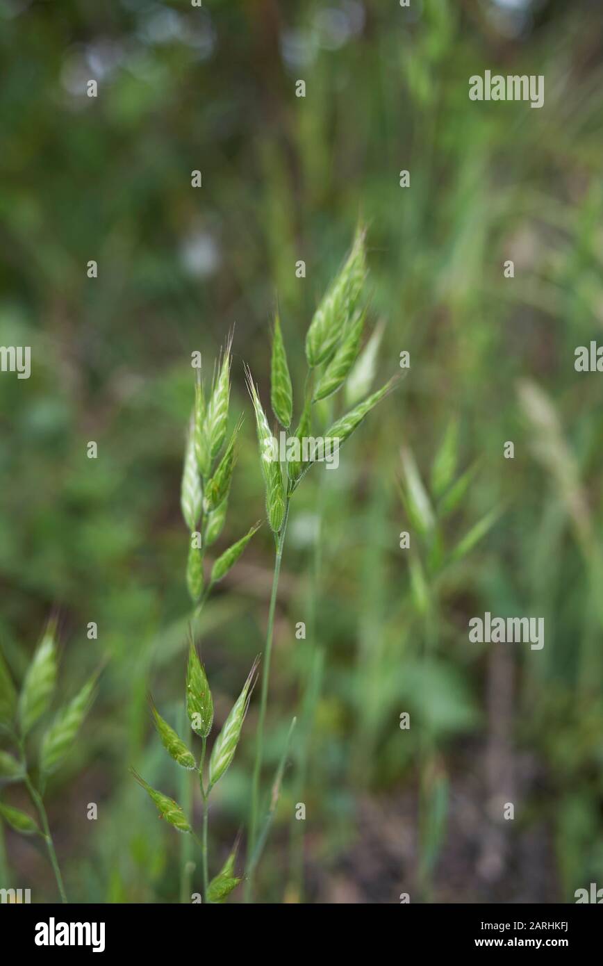Soft brome bromus mollis grass Banque de photographies et d’images à ...