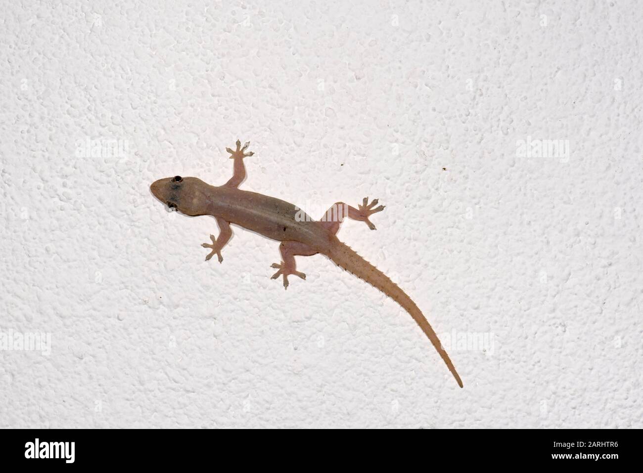 House gecko hemidactylus frenatus Banque de photographies et d’images à ...