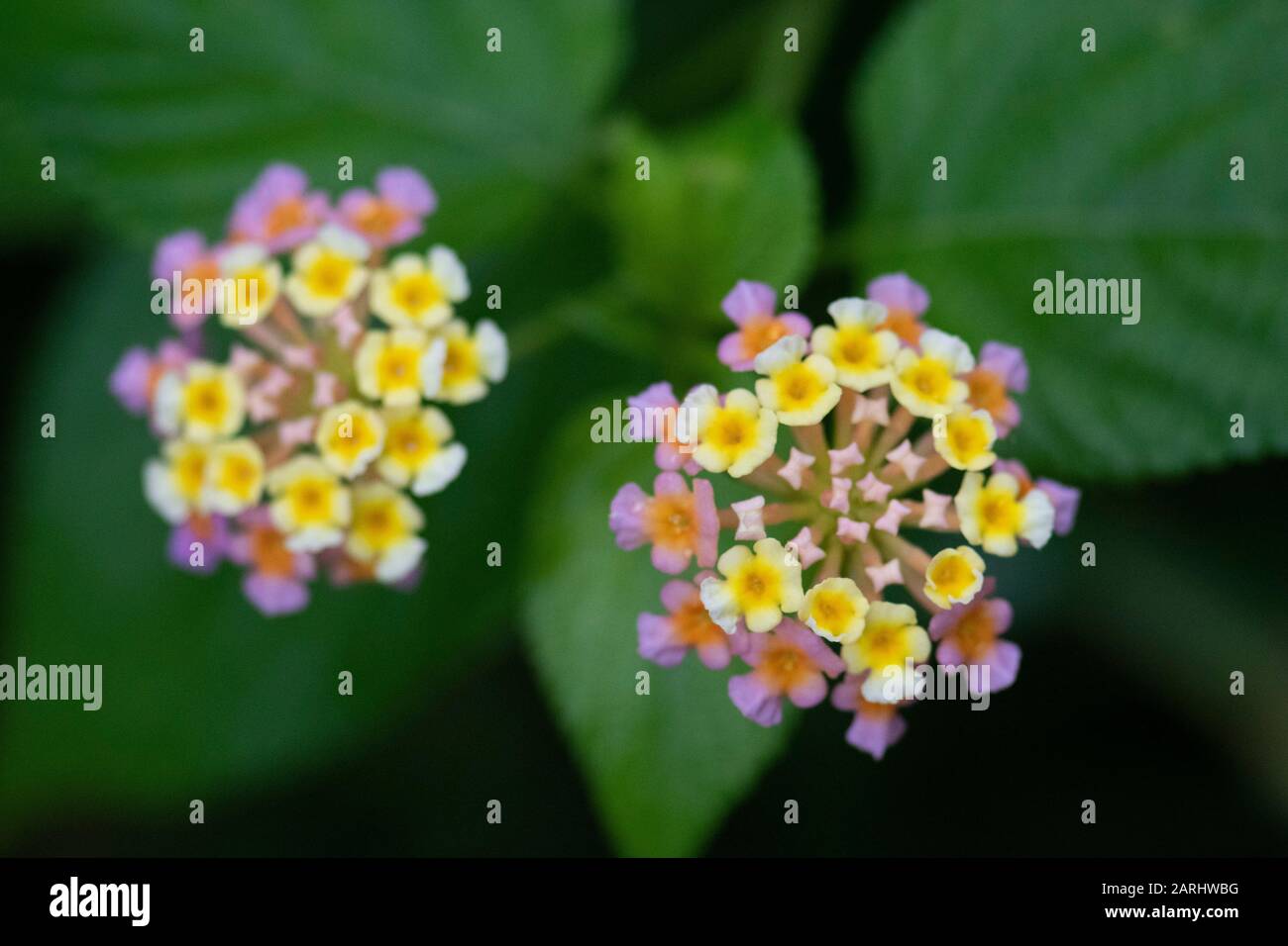 Lantana camara var aculeata Banque de photographies et d’images à haute ...