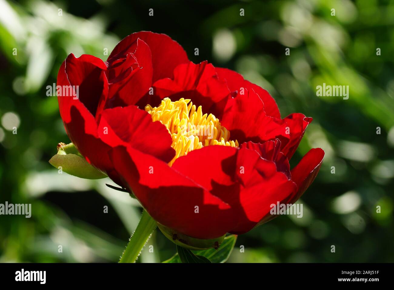 Pivoine rouge Banque de photographies et d’images à haute résolution ...