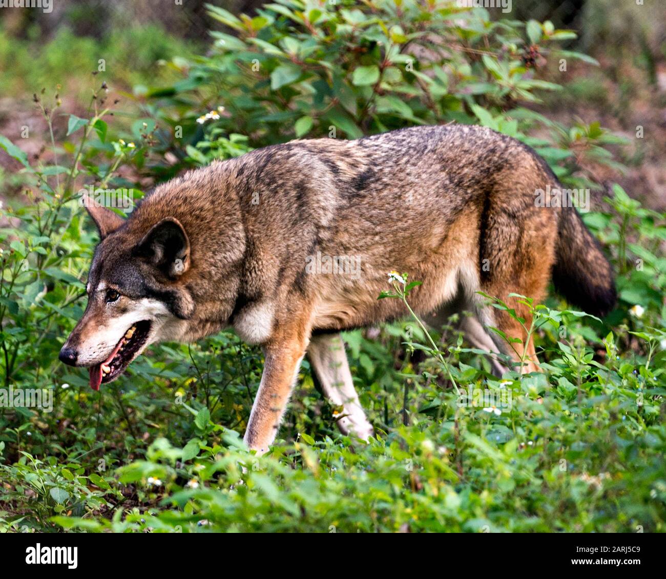 Loup rouge Banque de photographies et d’images à haute résolution - Alamy