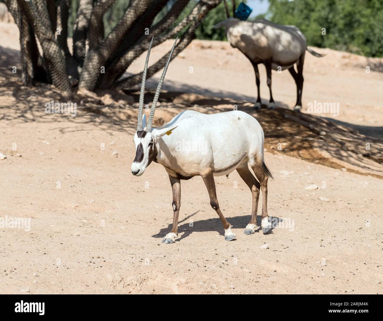 Orix oryx gazella Banque de photographies et d’images à haute ...