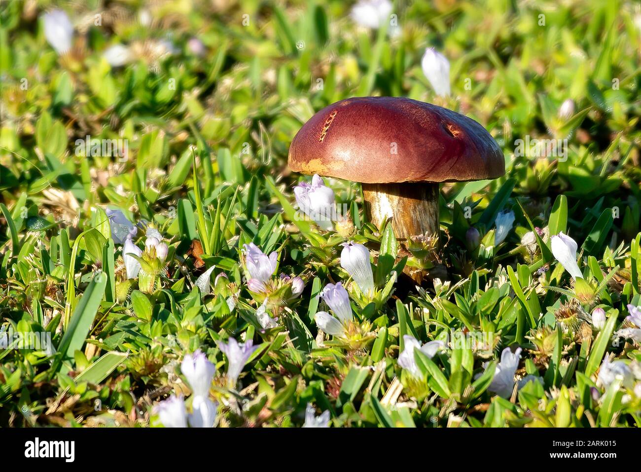 Spores de champignons Banque de photographies et d’images à haute ...