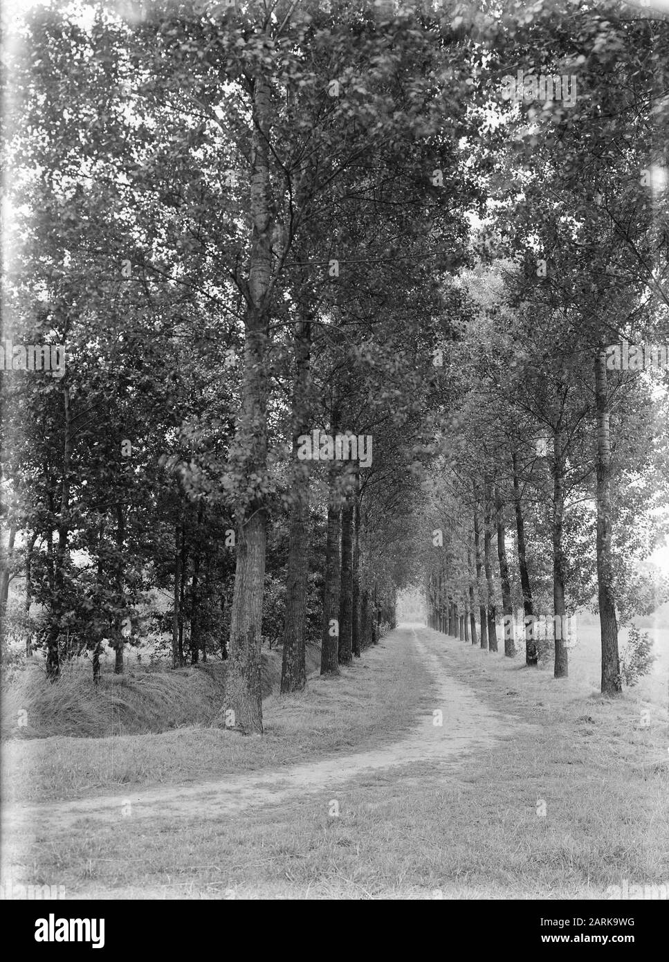 Populus robusta Banque de photographies et d’images à haute résolution ...