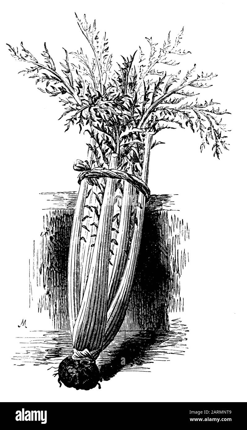 Cardon dessin Banque d'images noir et blanc - Alamy