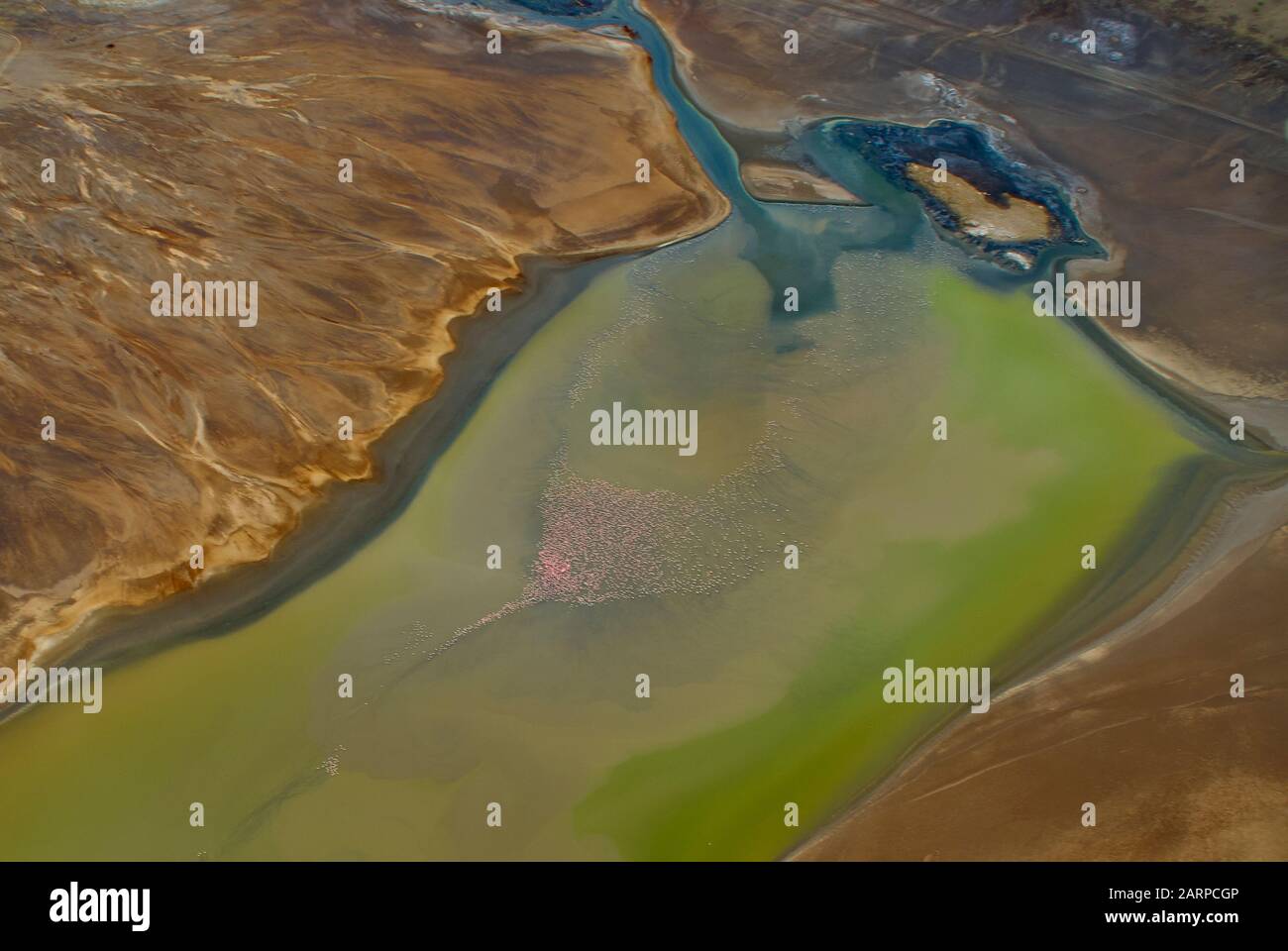 Flamants roses au lac de natron Banque de photographies et d’images à ...