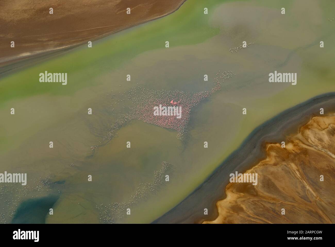 Flamants roses au lac de natron Banque de photographies et d’images à ...