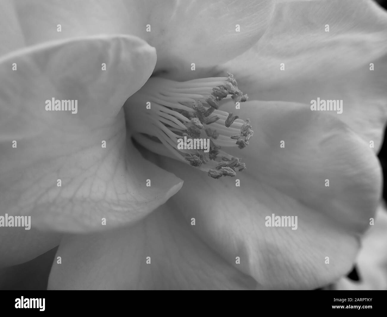 Fleur en noir et blanc Banque d'images noir et blanc - Alamy