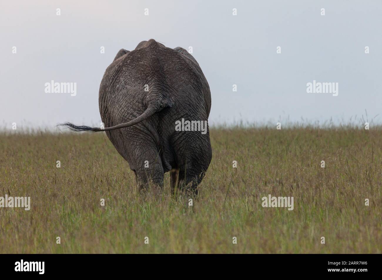 Queue Battante Banque d'image et photos - Alamy