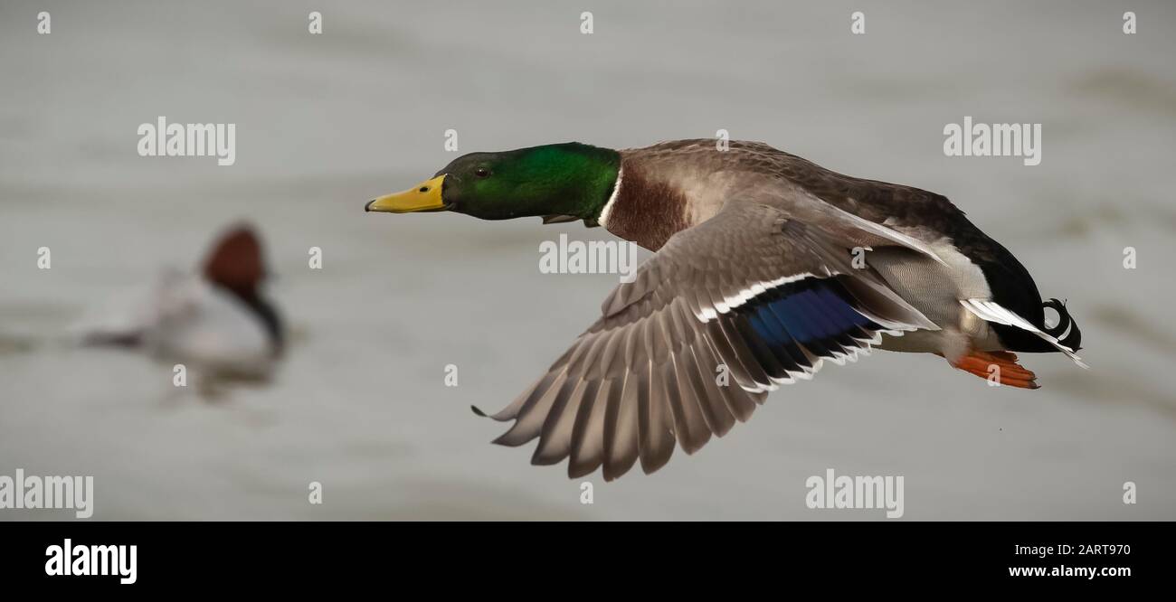 Canard colvert en vol Banque de photographies et d’images à haute ...