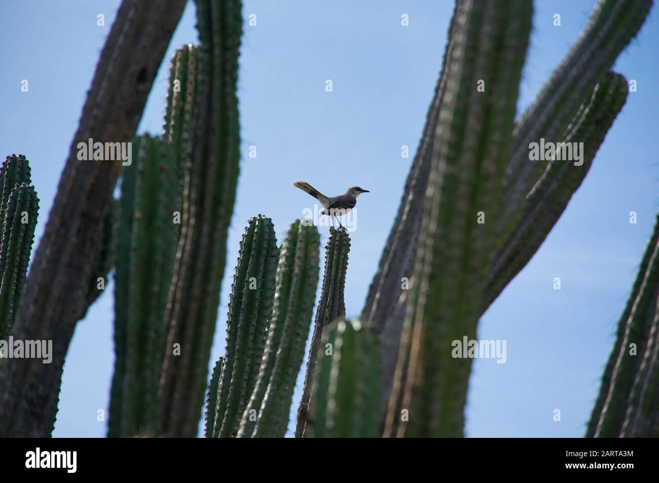 Observation des oiseaux colombie Banque de photographies et d’images à ...