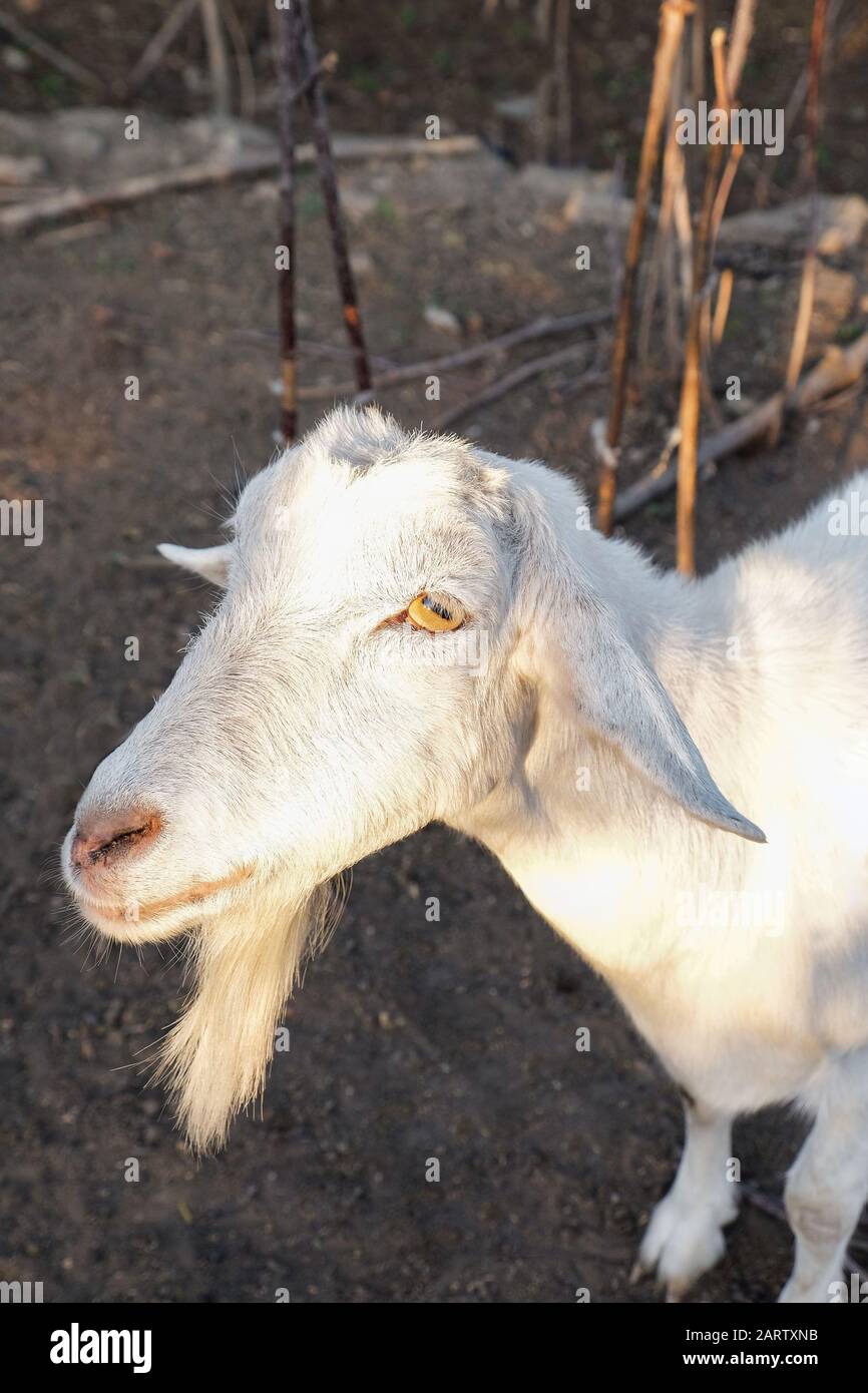 Chèvre drôle Banque de photographies et d’images à haute résolution - Alamy