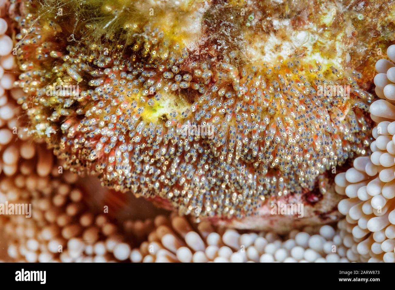 Clownfish eggs Banque de photographies et d’images à haute résolution ...