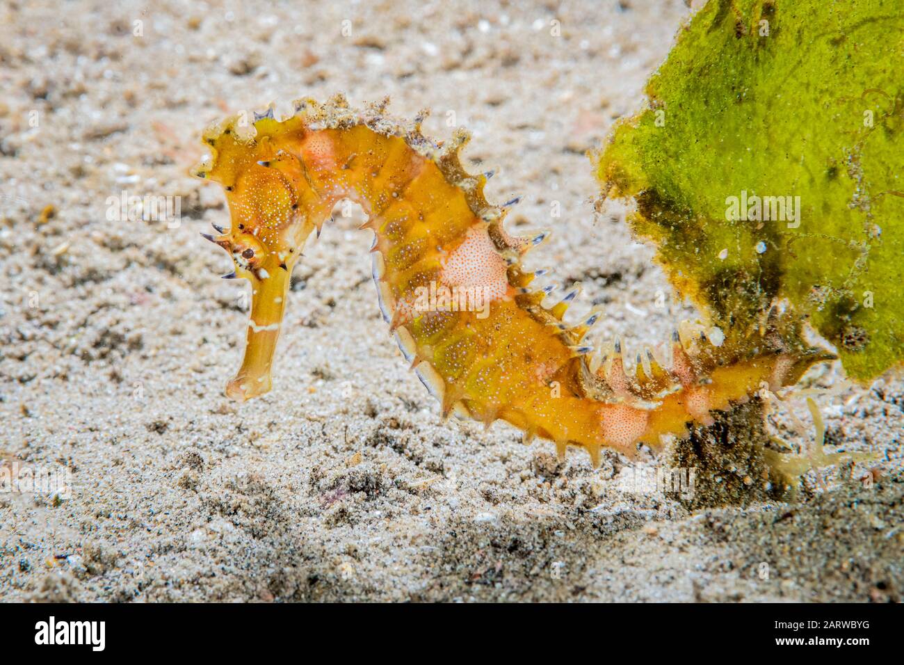 Cheval De Mer Épineux, Hippocampe Histrix, Dumaguete, Negros Oriental ...