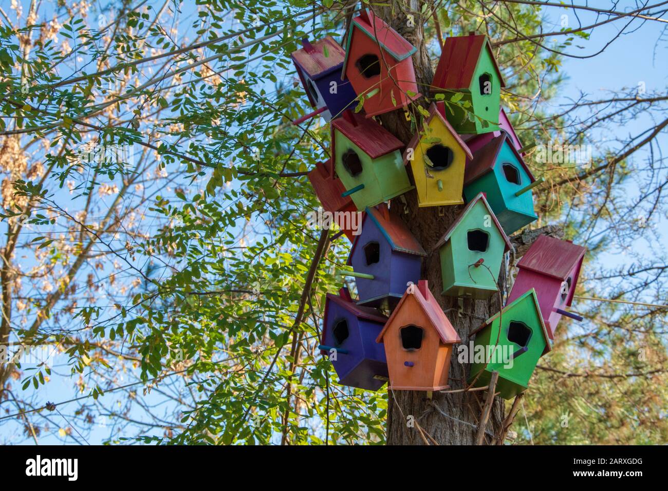 Nids d'oiseaux dans un arbre Banque de photographies et d’images à ...