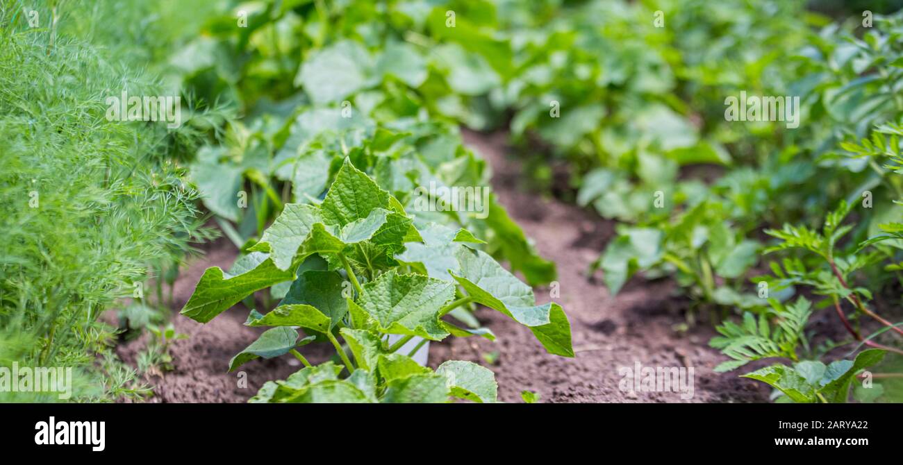 Les semis de concombre vert poussent du sol dans le jardin au printemps ...