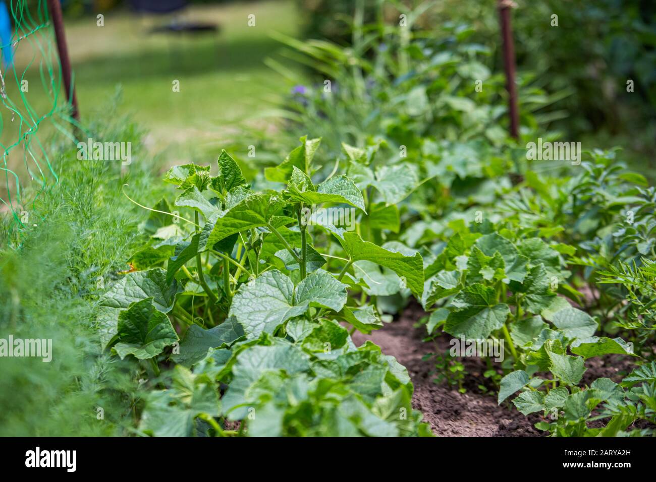 Jeunes plants de concombre Banque de photographies et d’images à haute ...