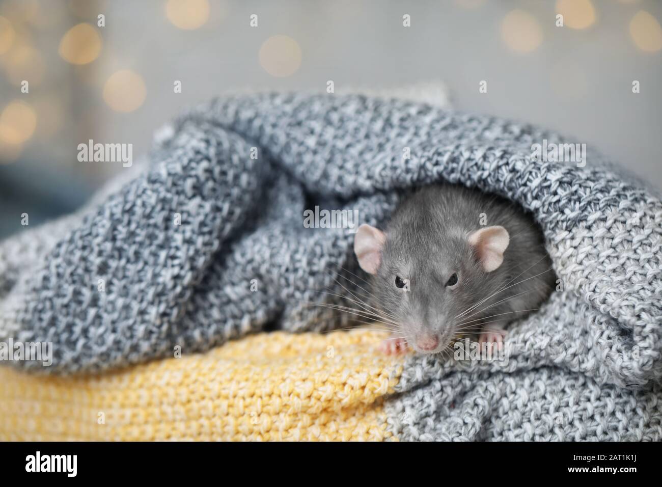 Rat comique Banque de photographies et d’images à haute résolution - Alamy