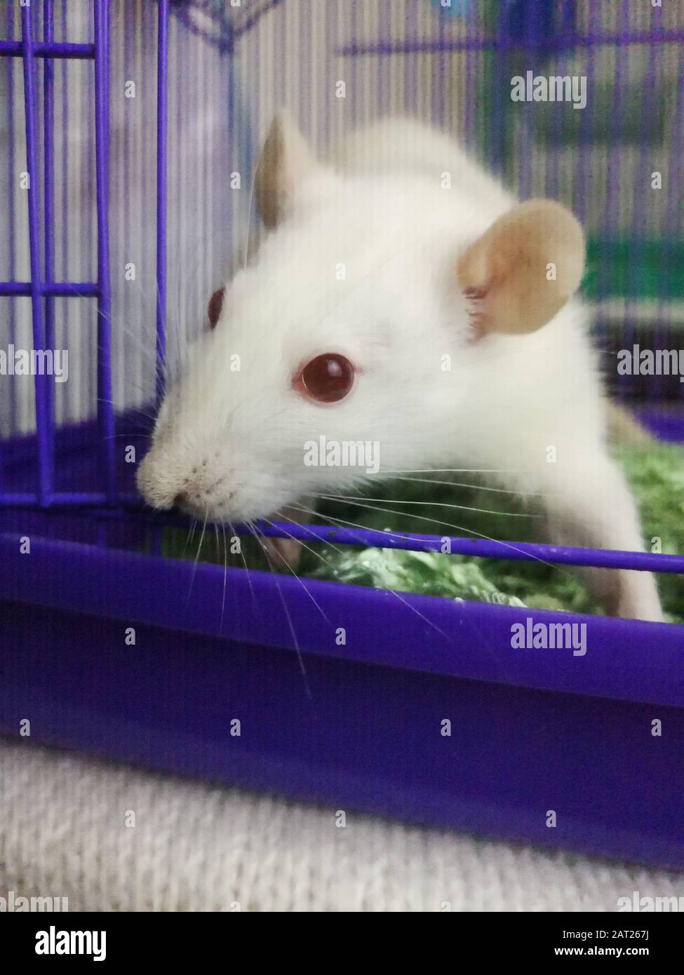 Laboratory rat cage Banque de photographies et d’images à haute ...