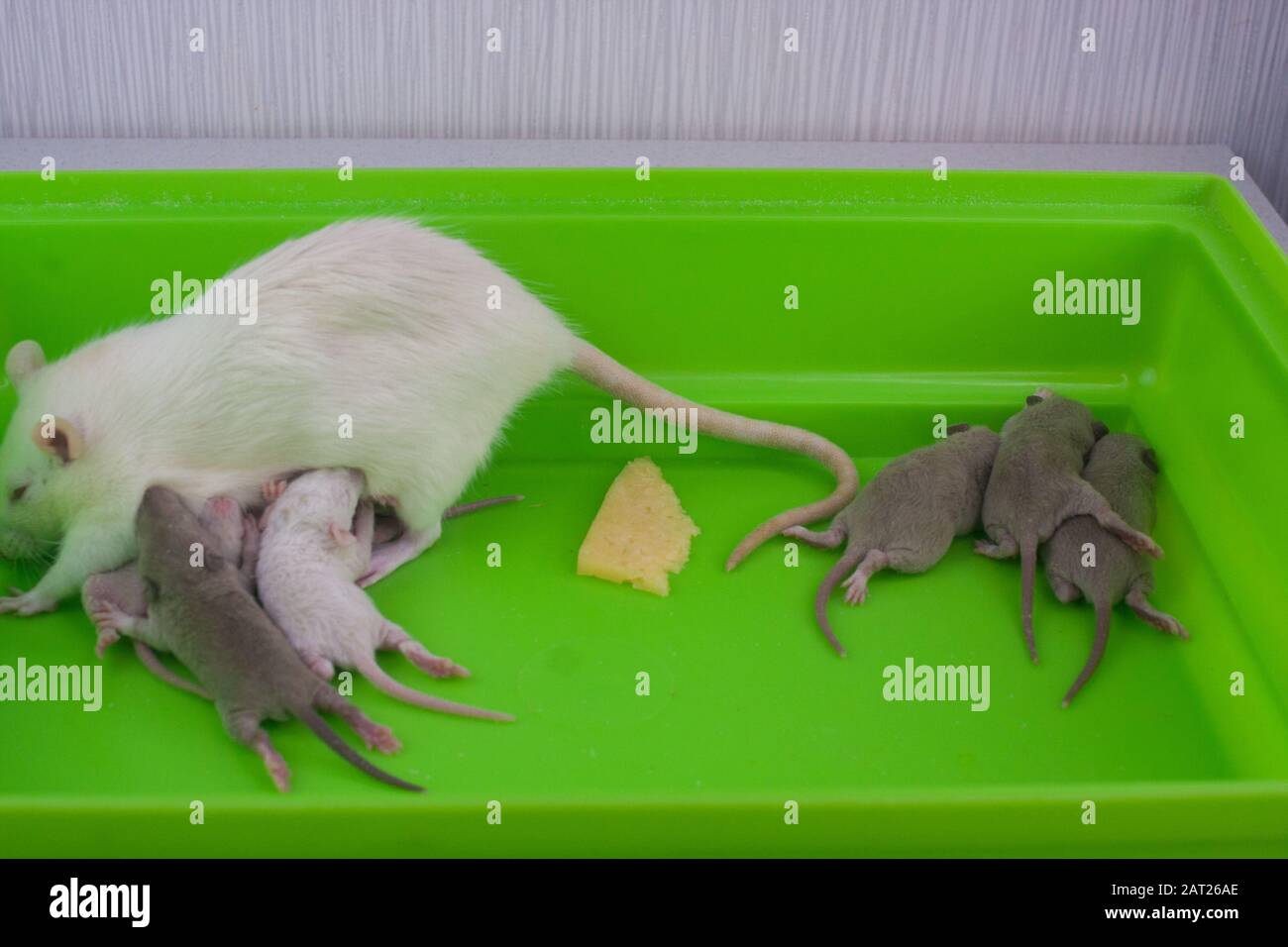 Famille de rats. Petits enfants et maman sur une cage verte. Mignons ...