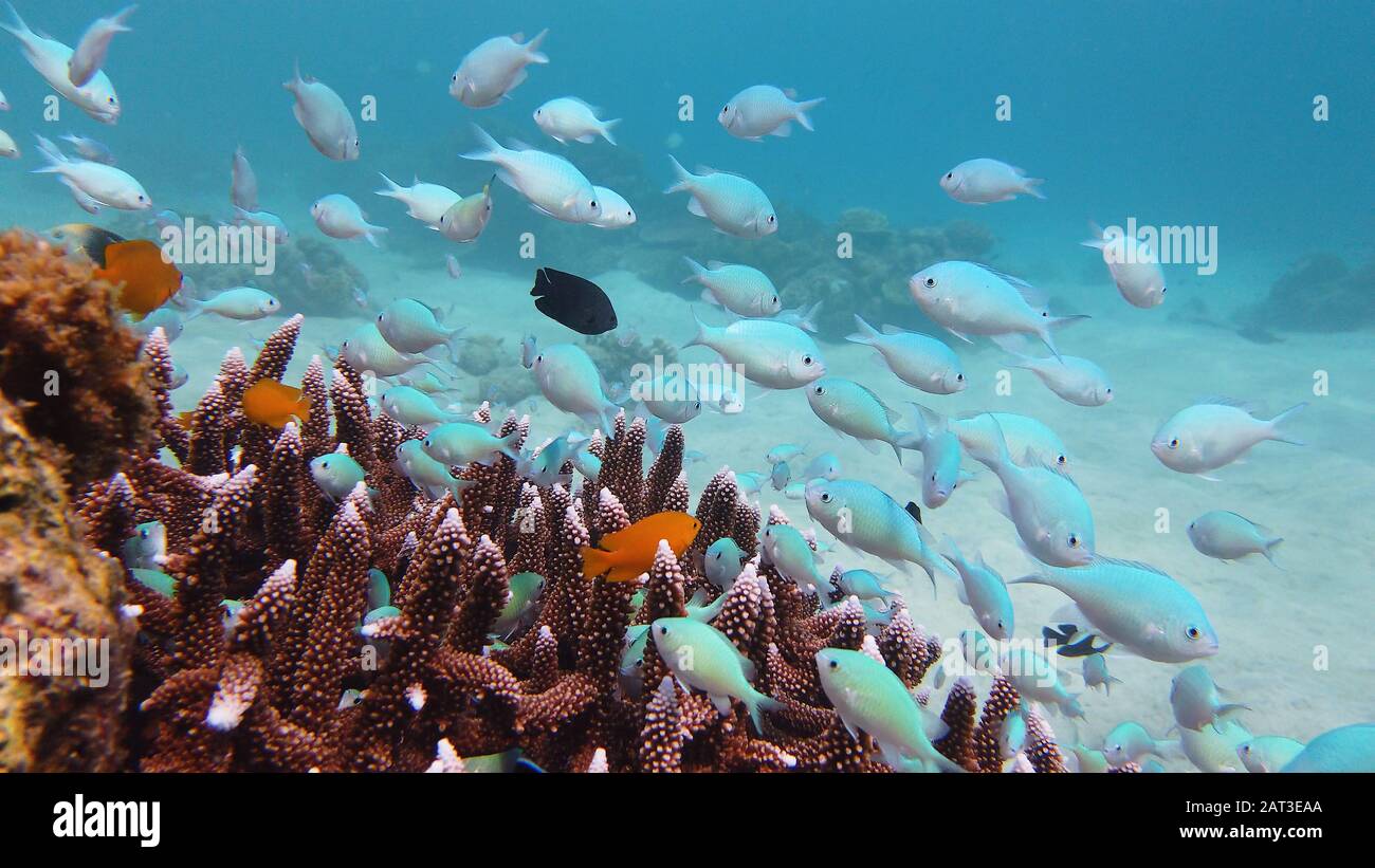 Poisson Tropical Banque d'image et photos - Alamy