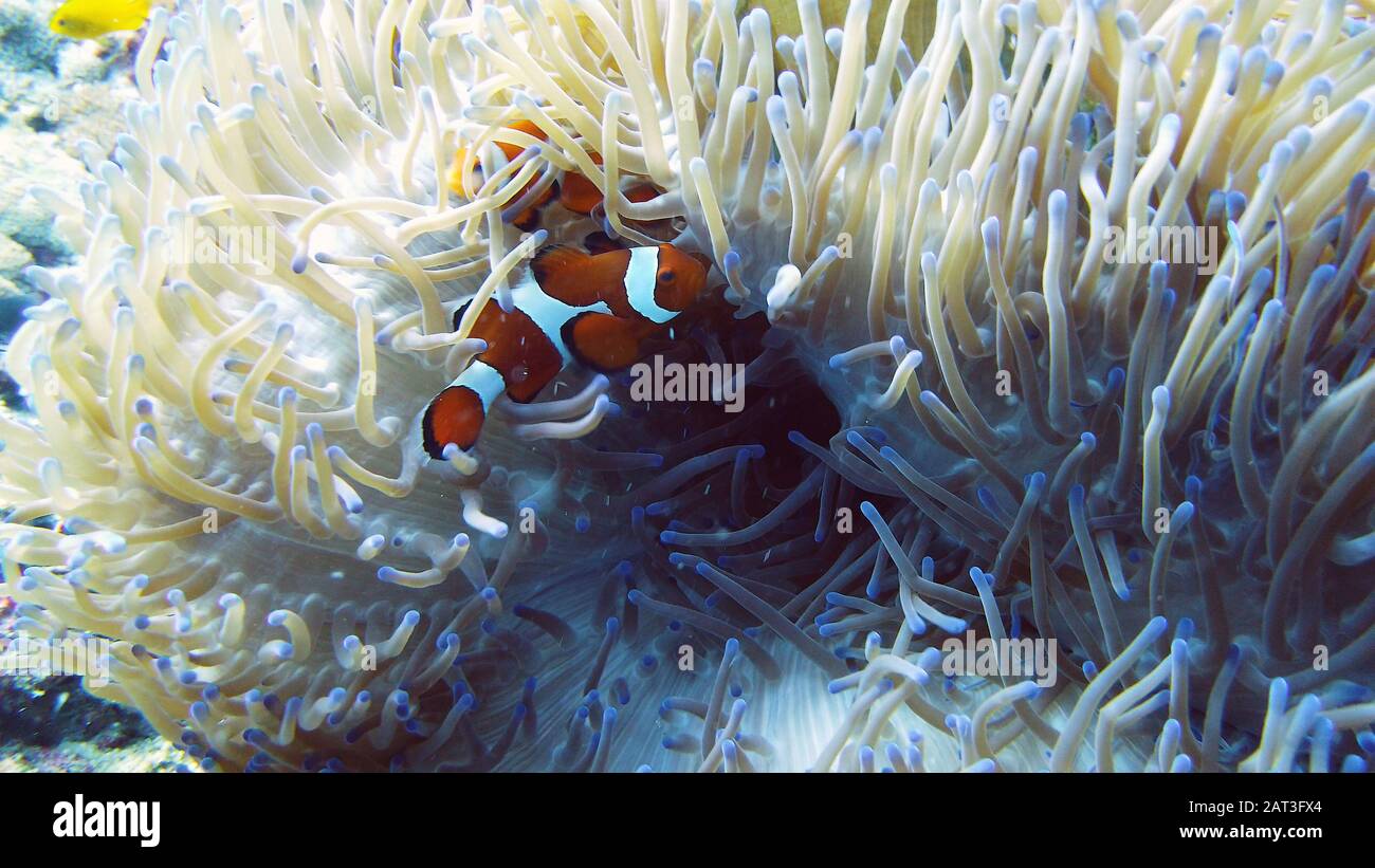 Un poisson clown Clown à l'abri parmi les tentacules de l'anémone de ...