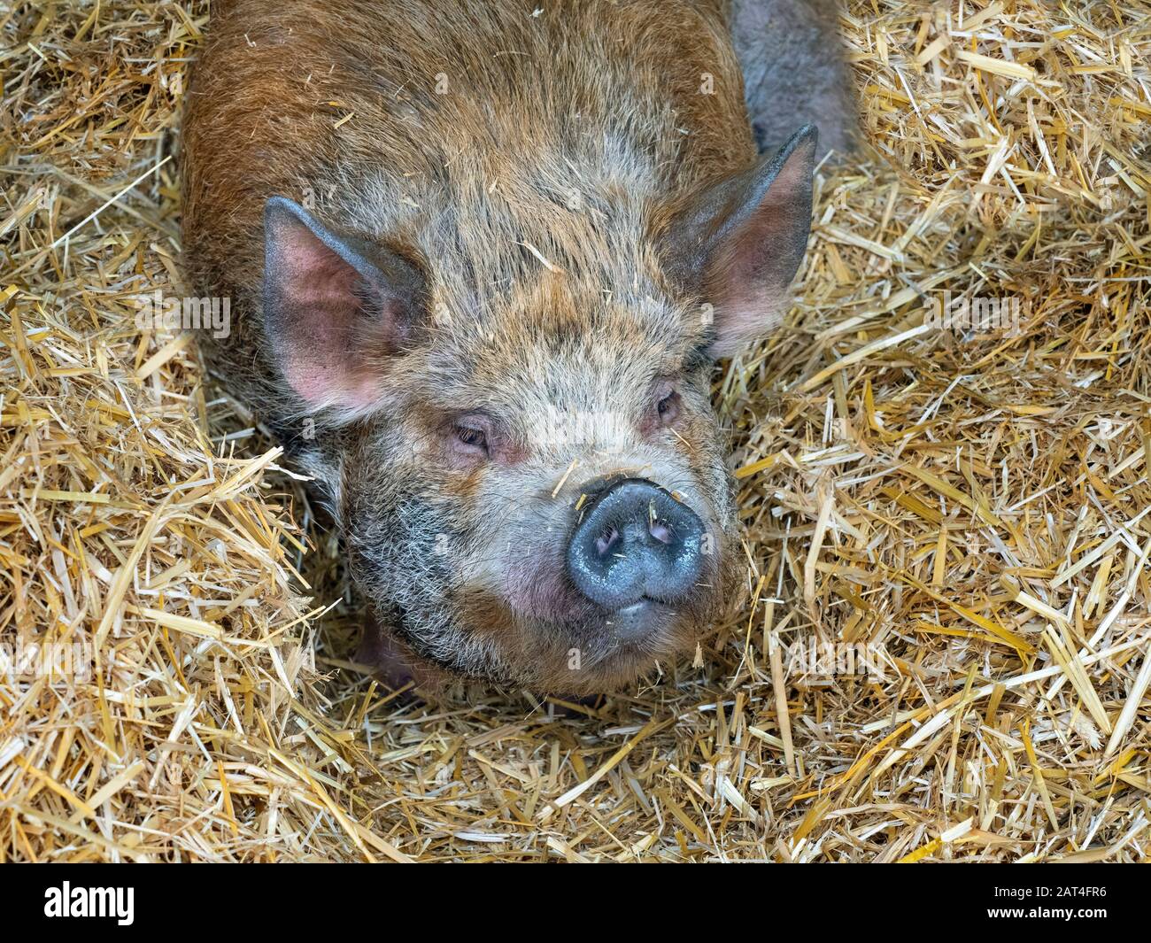 Race de porc domestique Banque de photographies et d’images à haute résolution - Page 2 - Alamy