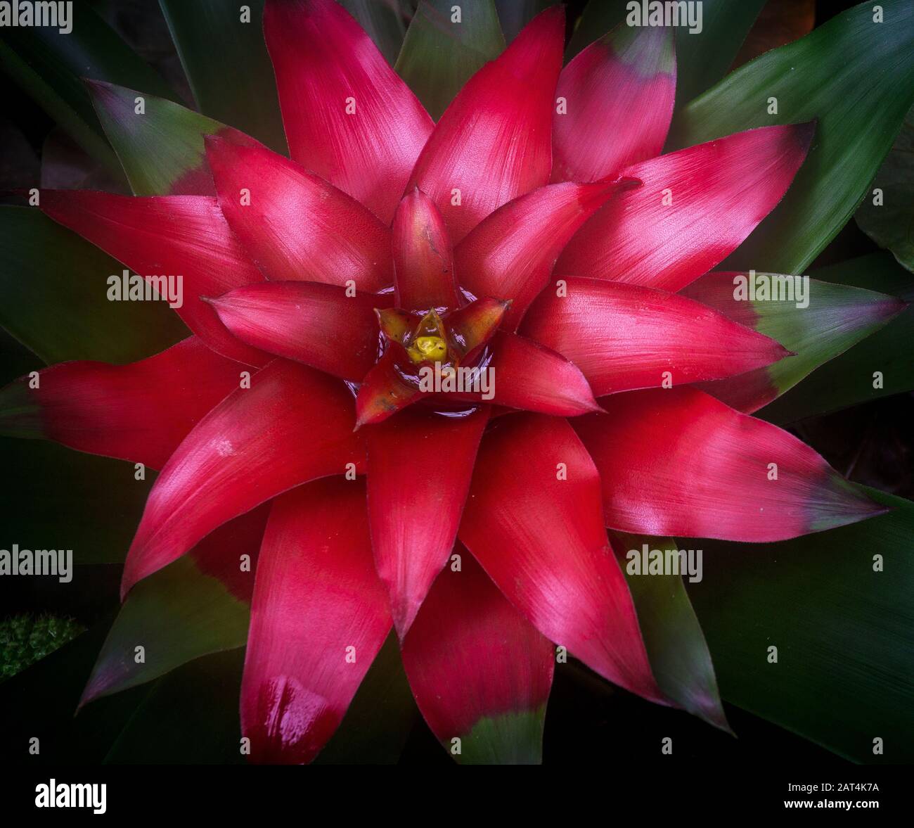 Flower bromelia Banque de photographies et d’images à haute résolution ...