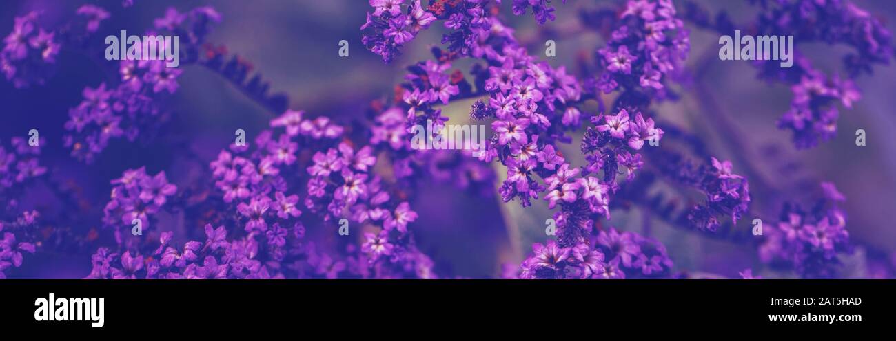 Heliotropium Arborescens Banque d'image et photos - Alamy