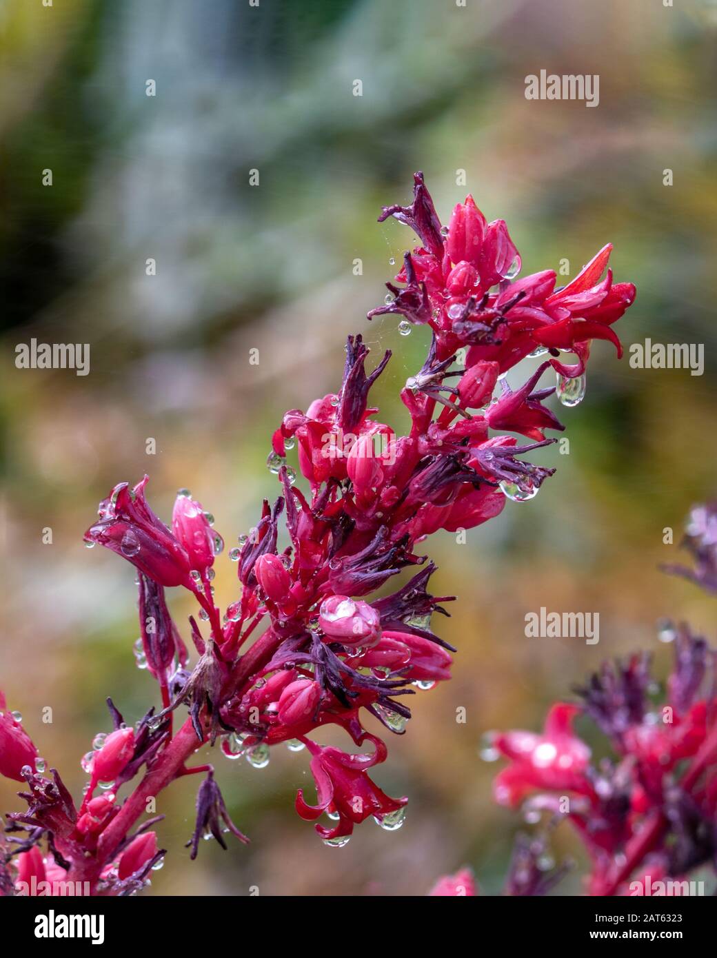 Plantes vertes suspendues Banque de photographies et d’images à haute ...