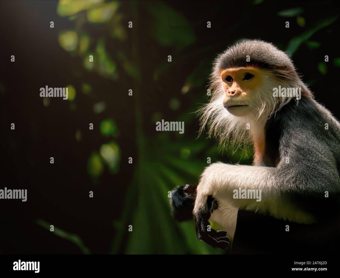 Endangered species Banque de photographies et d’images à haute ...