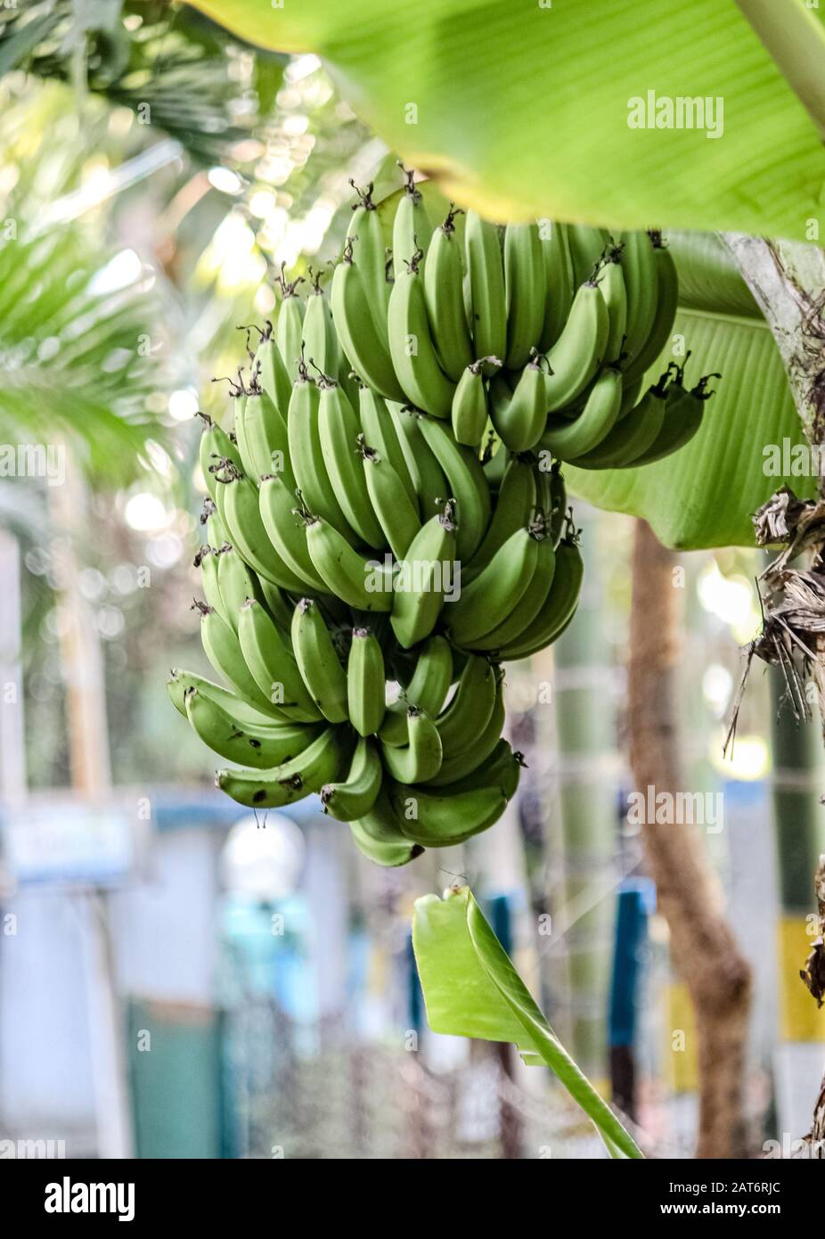 Banana mus Banque de photographies et d’images à haute résolution - Alamy