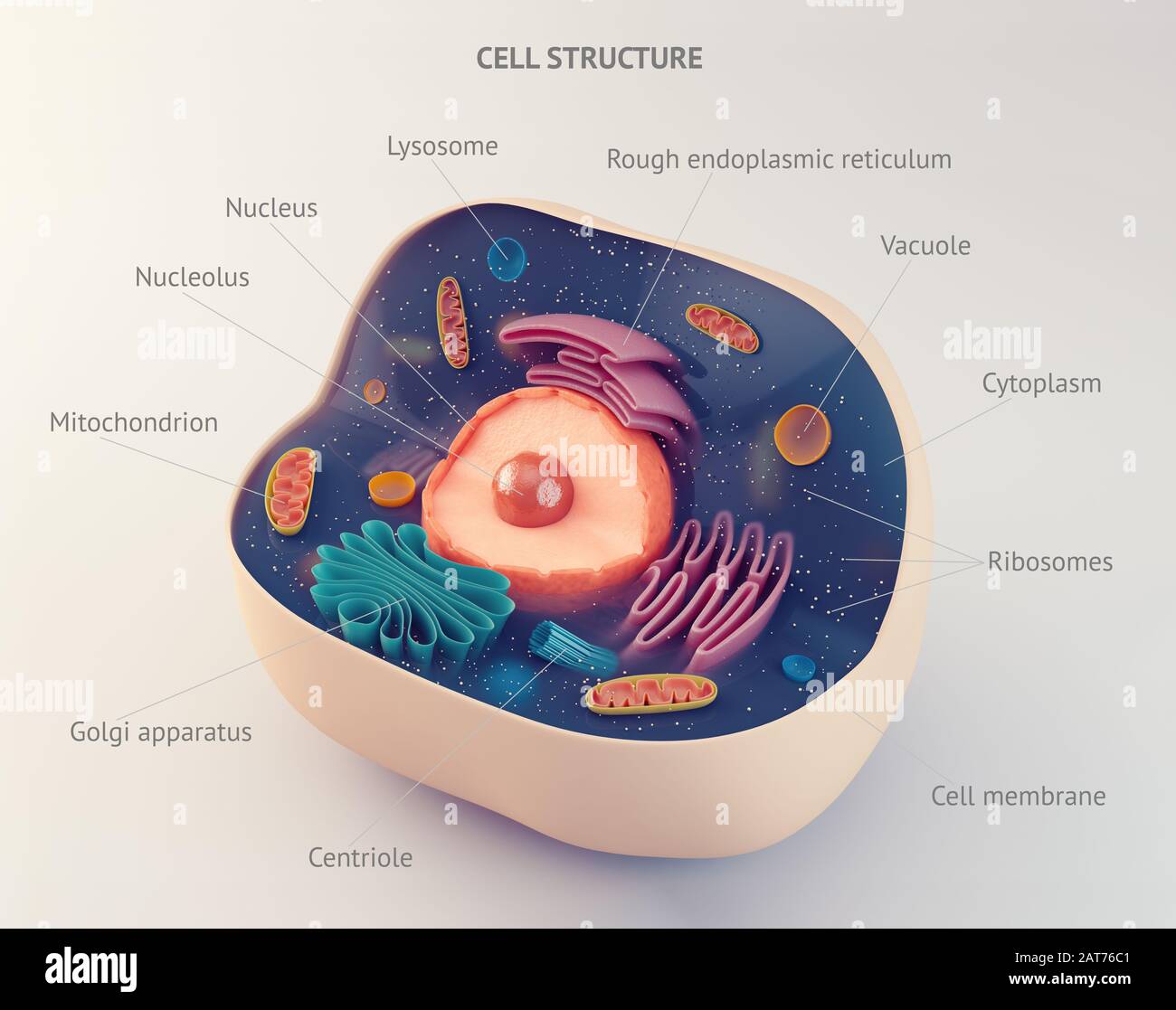 La structure anatomique de la cellule animale biologique organites avec ...