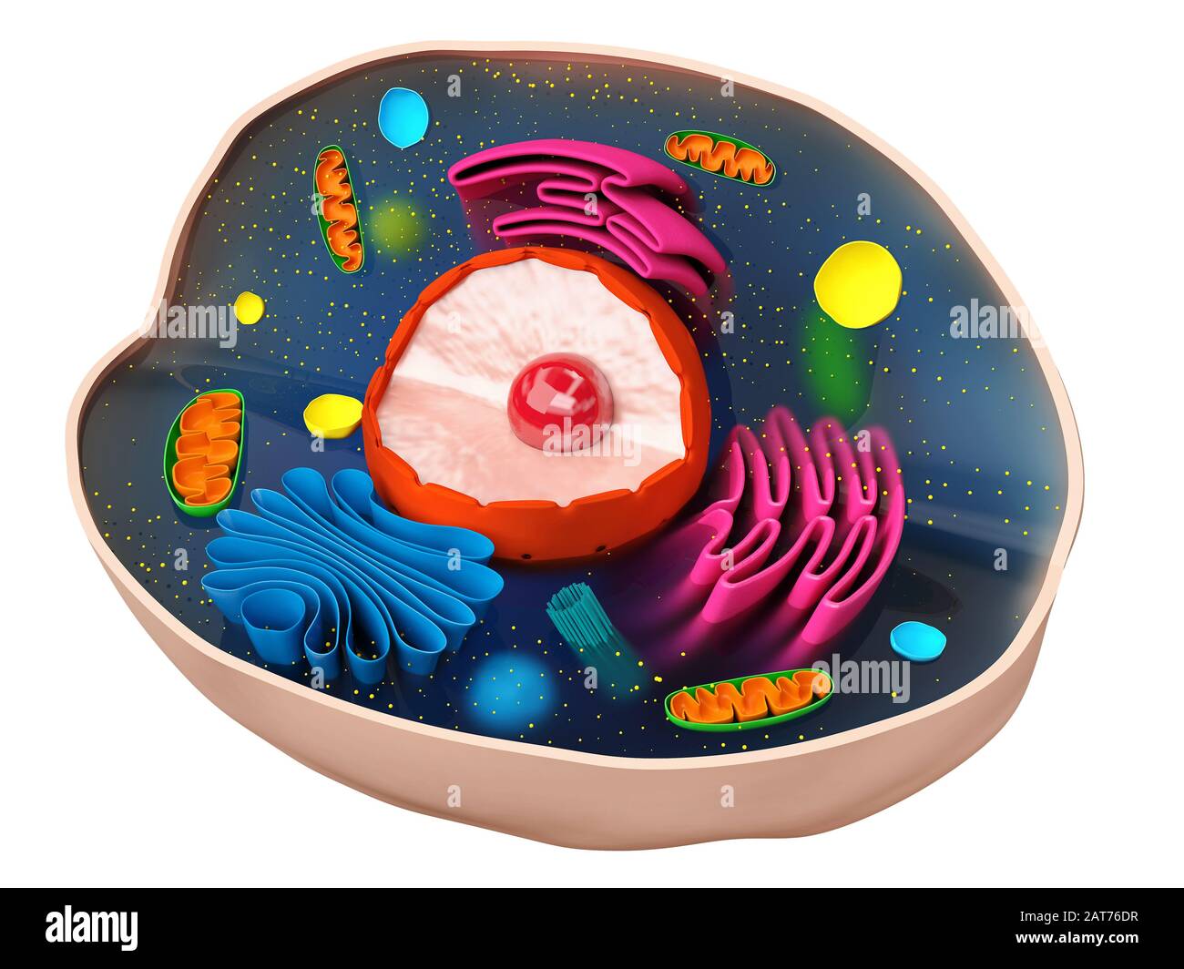 Cellule Animal Banque d'image et photos - Alamy