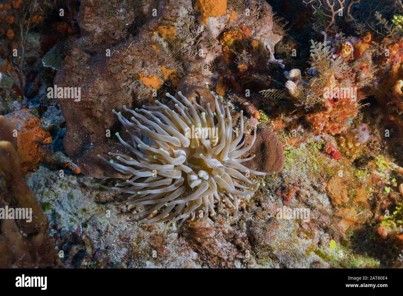 Caribbean sea anemone Banque de photographies et d’images à haute résolution - Alamy