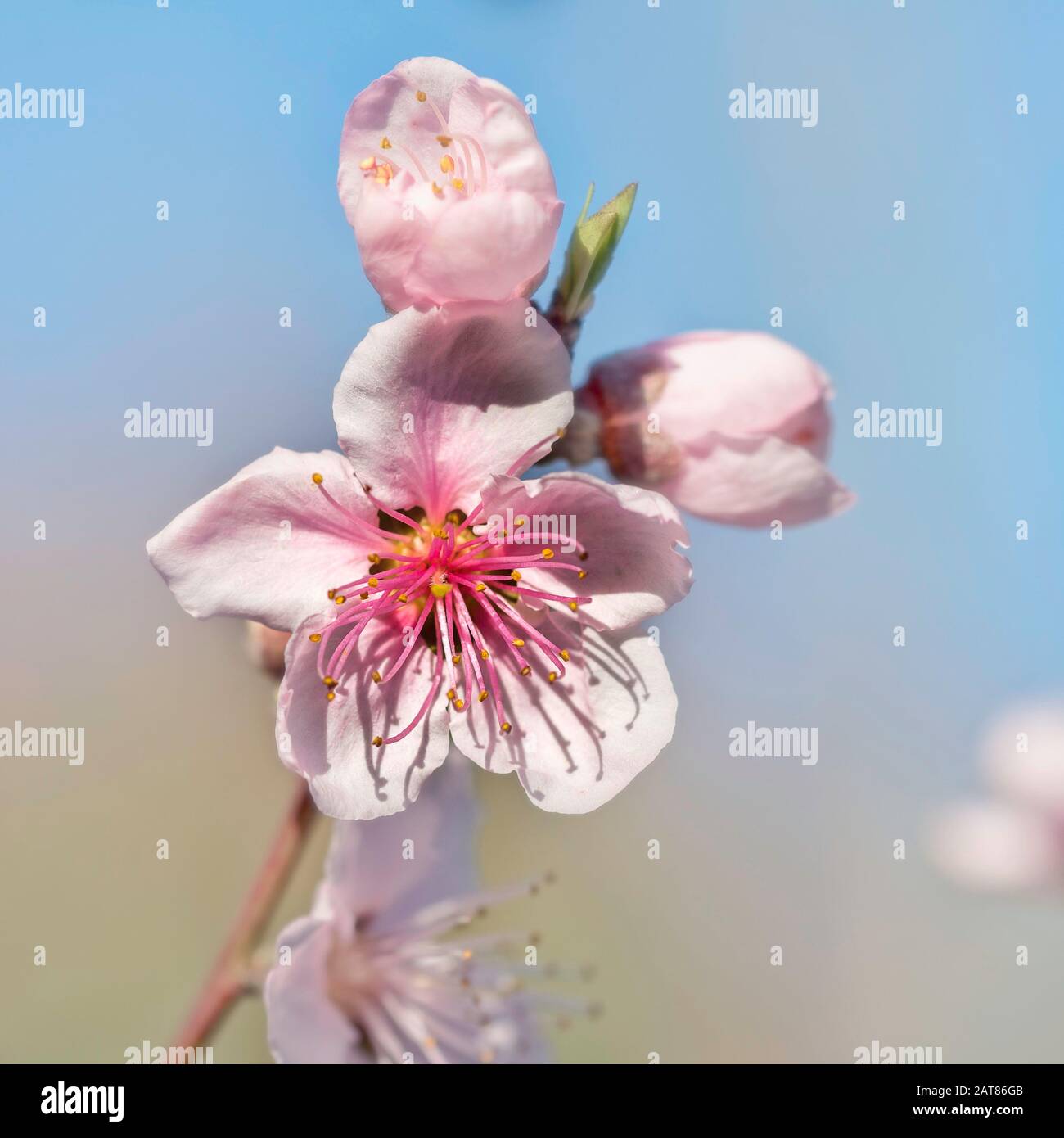 Fleur rose clair Banque de photographies et d’images à haute résolution ...