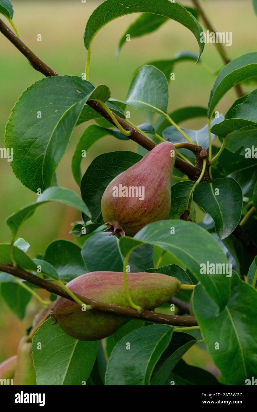 Pear highland Banque de photographies et d’images à haute résolution ...