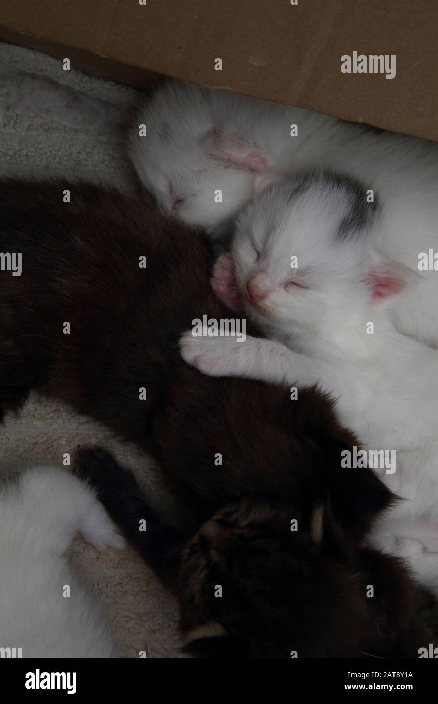 Chat croisé angora turc Banque de photographies et d’images à haute ...