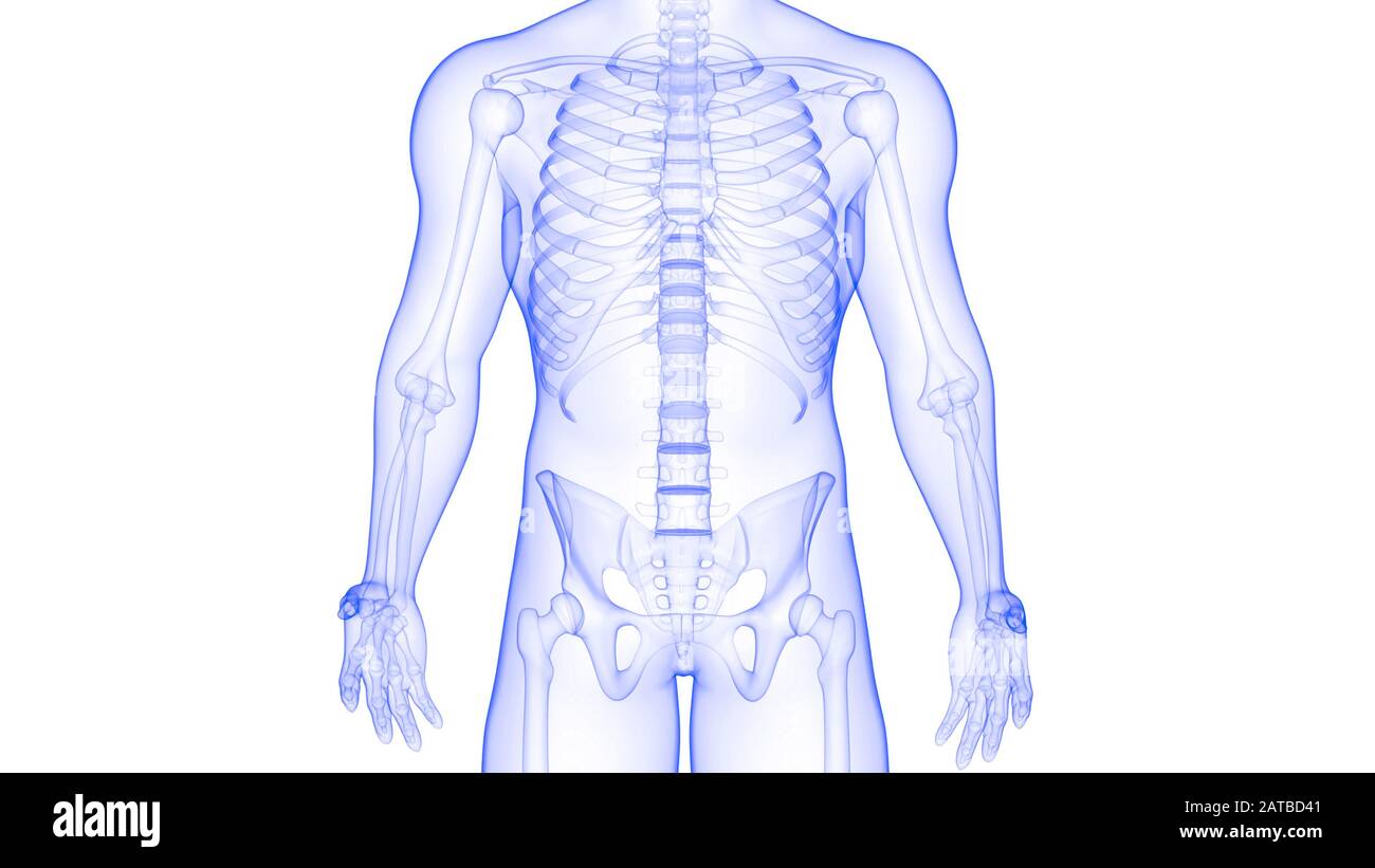 Système de squelette humain douleurs articulaires osseuses Anatomie. 3D ...