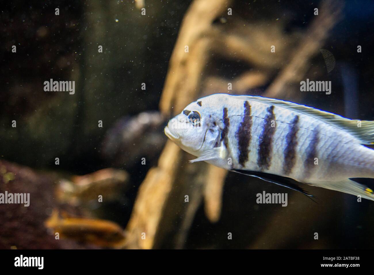 Sortes de poissons Banque de photographies et d’images à haute ...