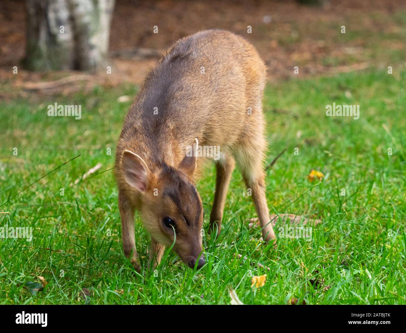 Baby muntjac deer Banque de photographies et d’images à haute ...