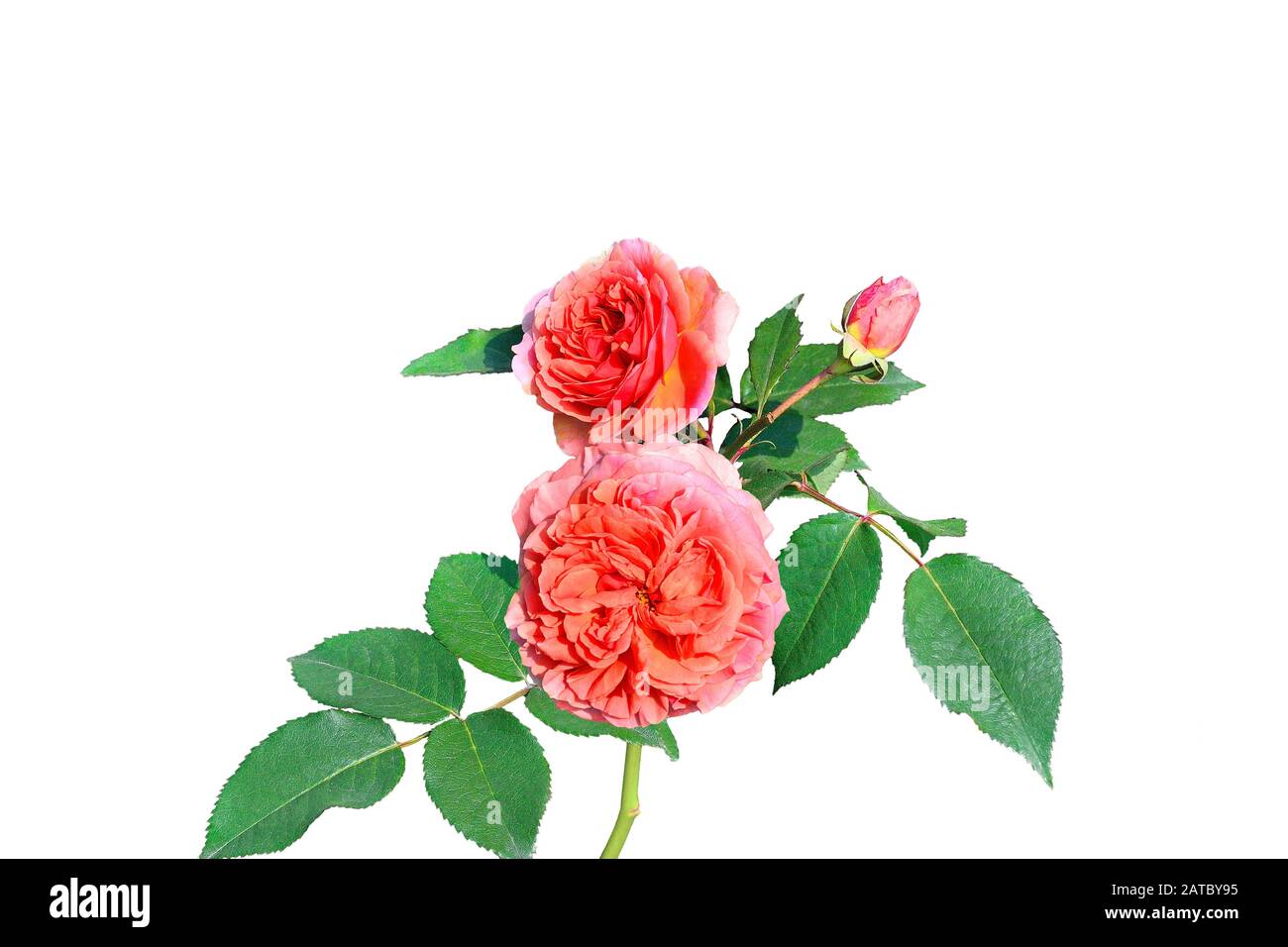 Fleurs rose corail Banque d'images détourées - Alamy