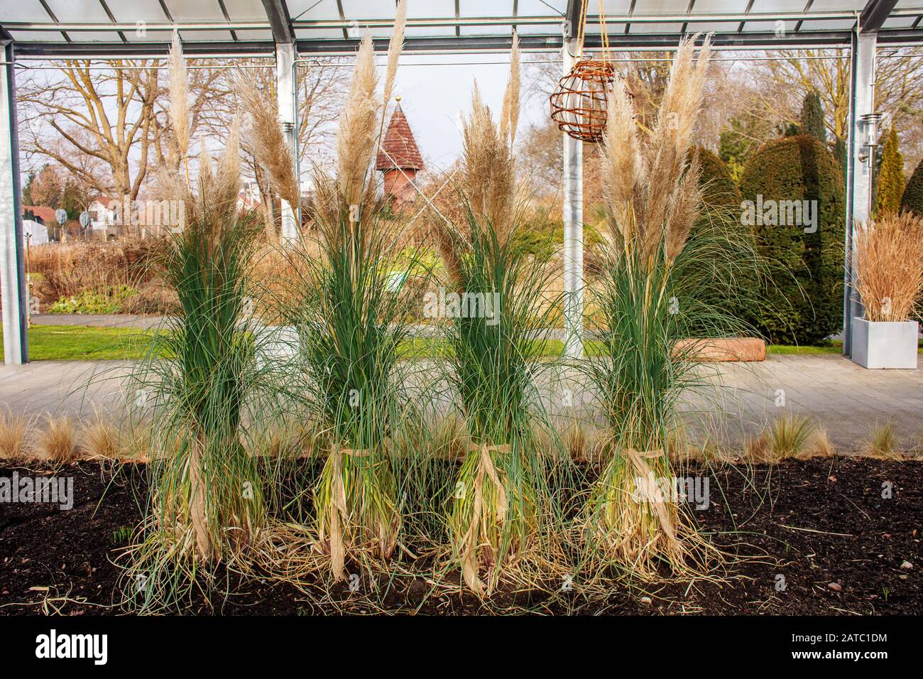 Amerikanisches pampasgras Banque de photographies et d’images à haute ...