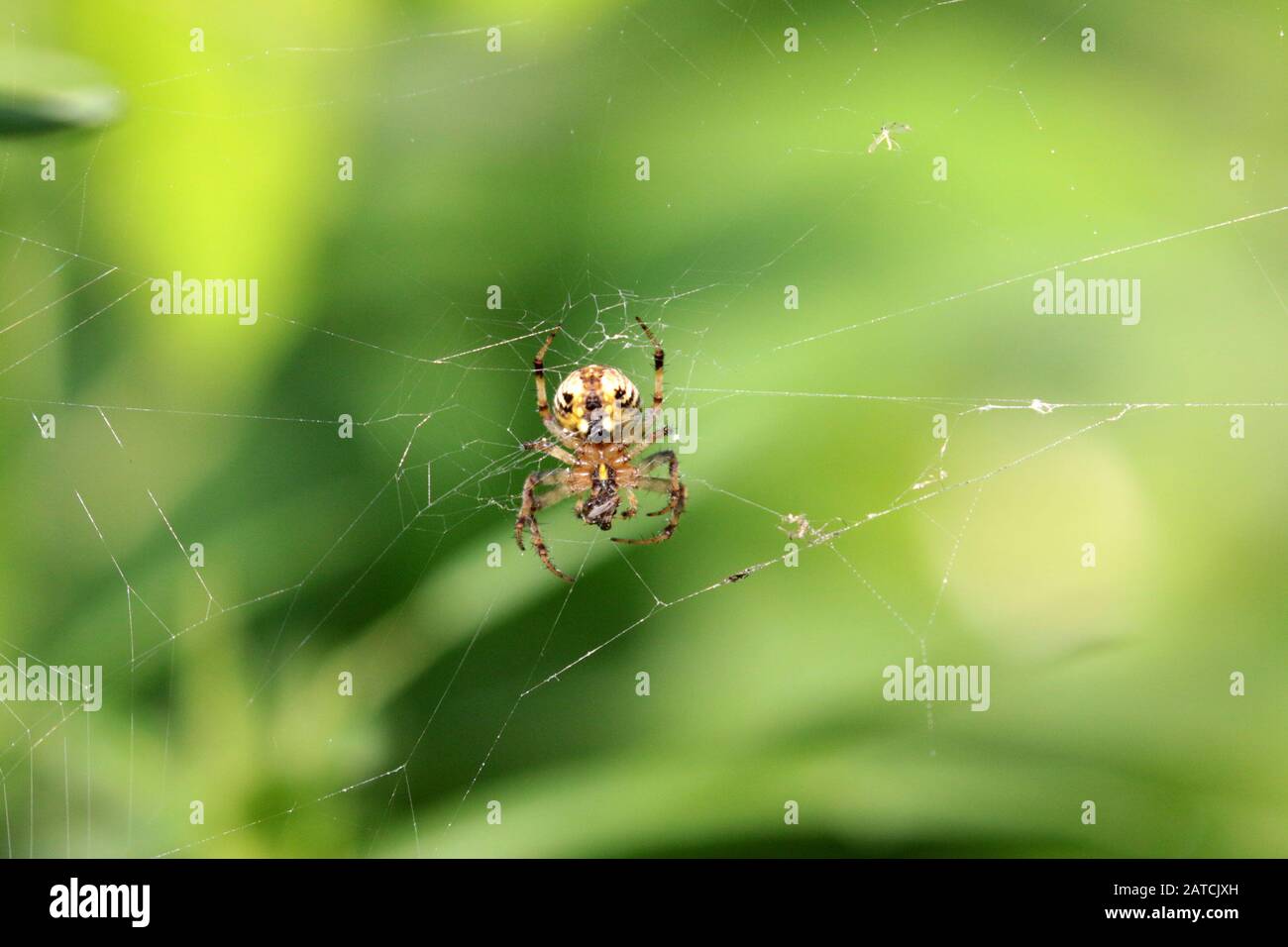 Araignée avec des taches jaunes Banque de photographies et d’images à ...