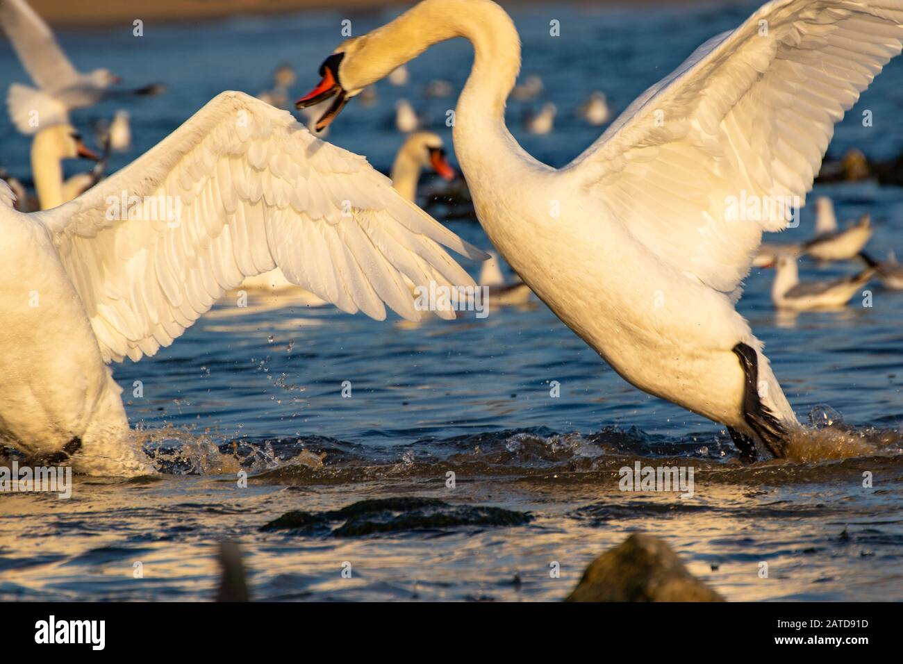 Mâle cygne muet en colère Banque de photographies et d’images à haute résolution - Alamy