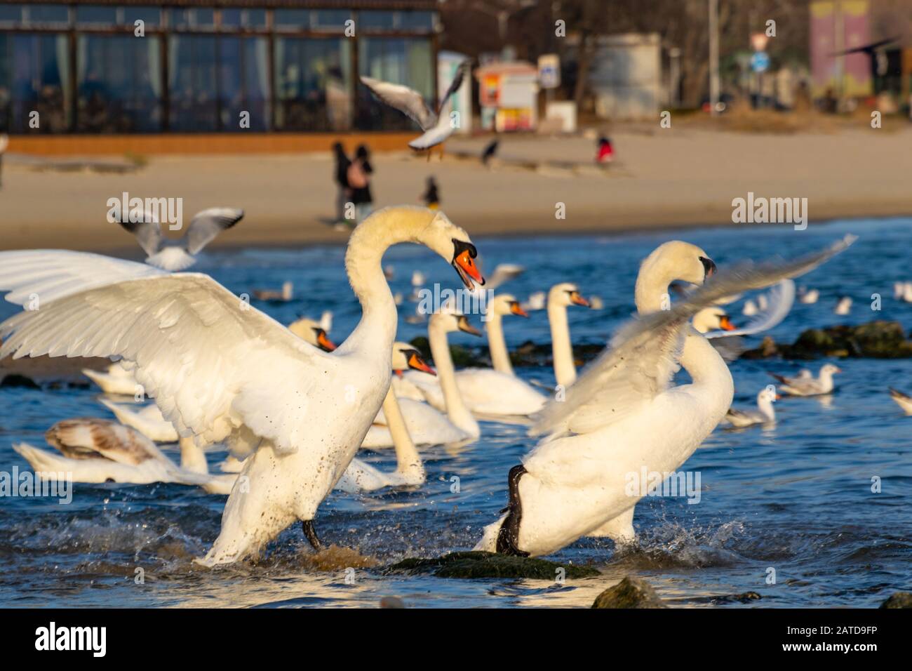 Mâle cygne muet en colère Banque de photographies et d’images à haute résolution - Alamy