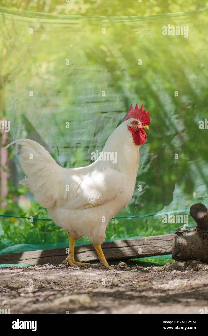 Poulet à la ferme bio. Poule dans ferme. Hen sur terrain de pâturage ...
