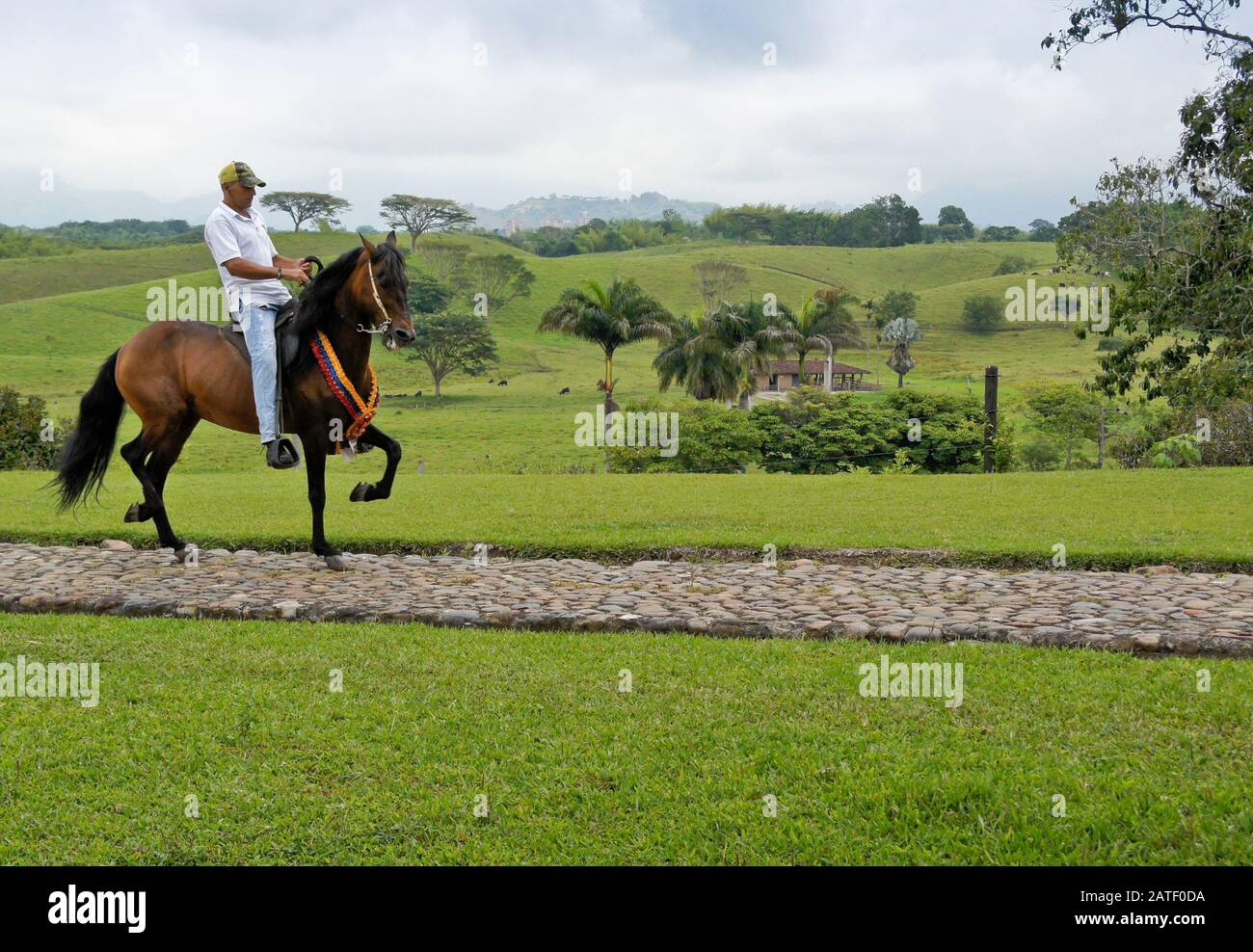 Cheval criollo Banque de photographies et d’images à haute résolution ...
